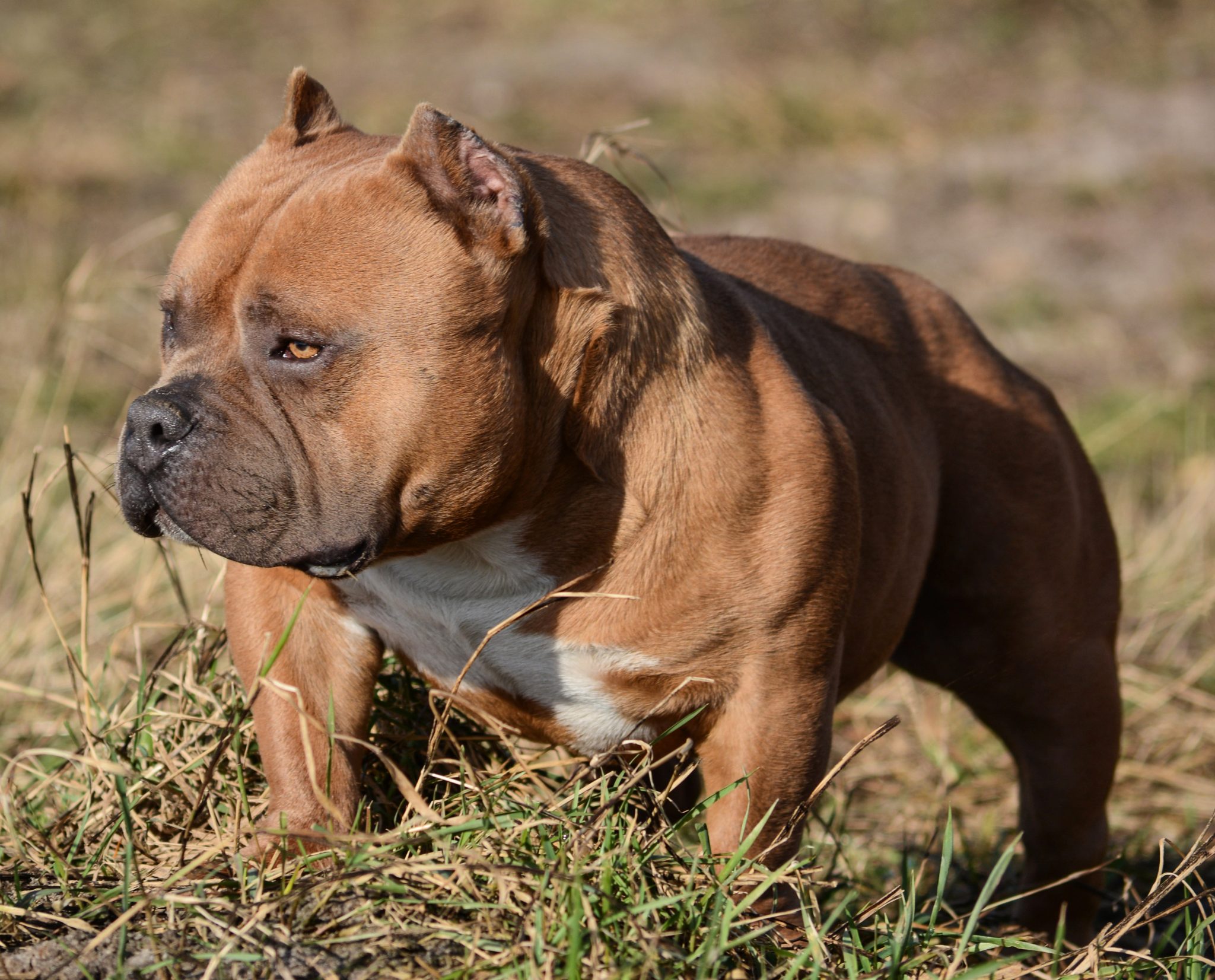 Males - Muscle Tone Bullys
