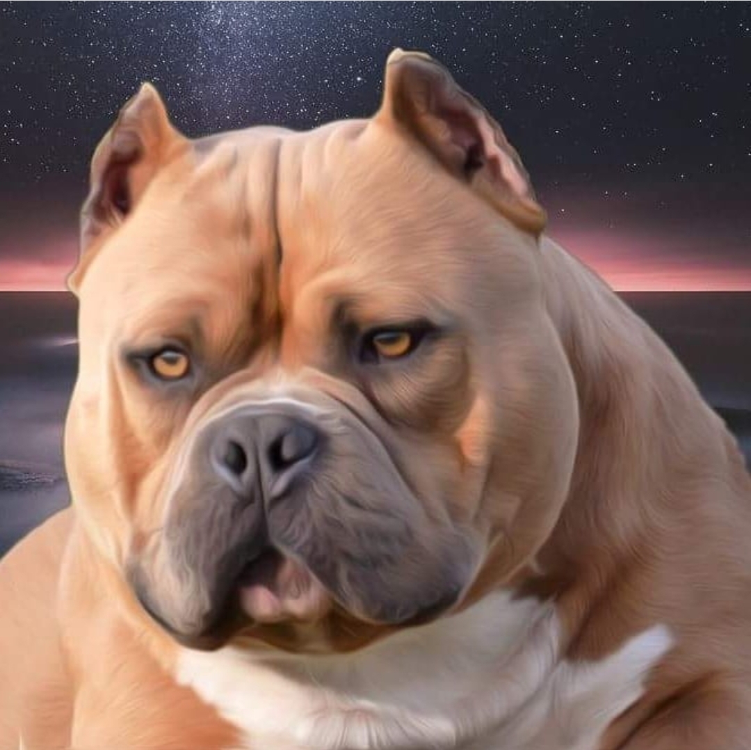 HOME - Muscle Tone Bullys